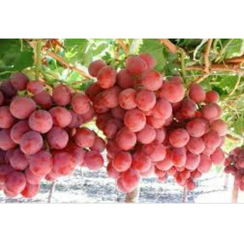 Jual BIBIT POHON ANGGUR MERAH - Kota Bogor - distributor puspa | Tokopedia