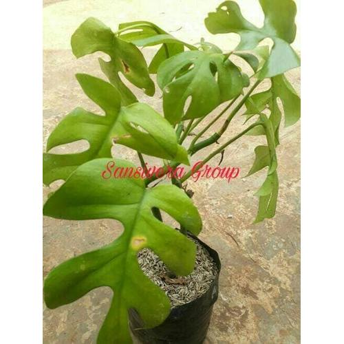 Jual Tanaman Monstera Jari / Philodendron Monstera Deliciosa - Kab ...