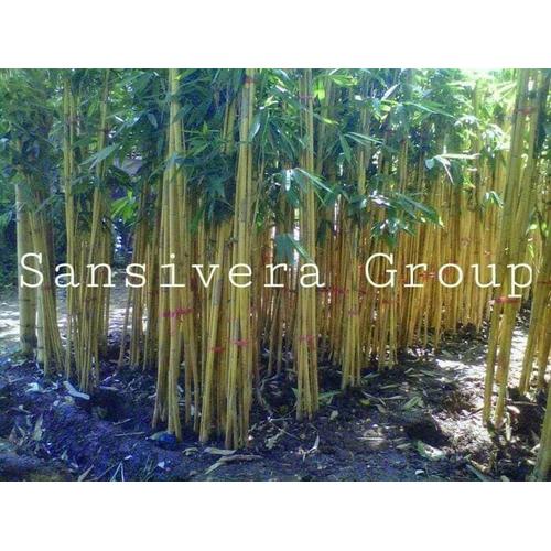Jual Pohon Bambu Panda Kuning / Tanaman Bambu Kuning Unik - Kab. Bogor ...