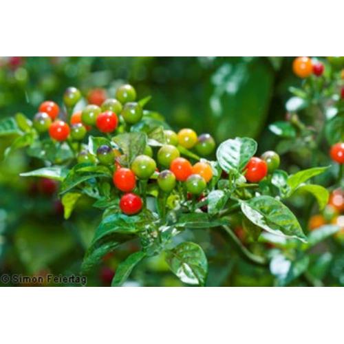 Jual Benih / Bibit Cabe Hias Bulat Cabai Red Fire Pepper - Kab ...