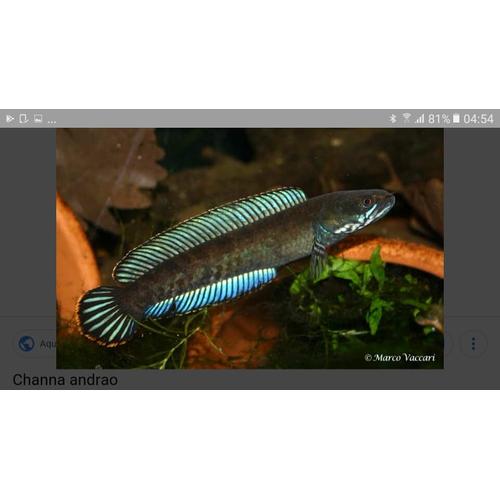 Jual Channa andrao/Dwarf Neon Snakehead -+5cm (Ikan hias predator ...