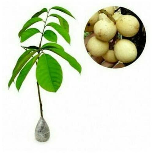 Jual bibit tanaman buah langsap - Kota Batu - bibit ageng shop | Tokopedia