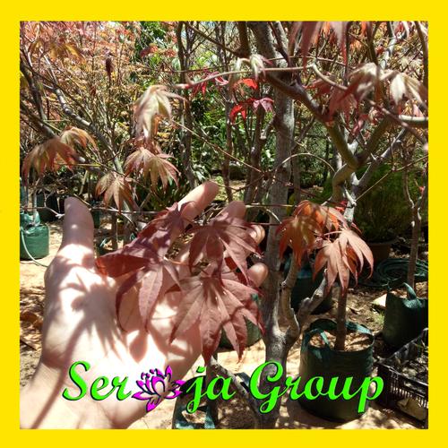 Jual Pohon Mapel Merah Amerika | Pohon America Red Maple - Kab. Bogor ...