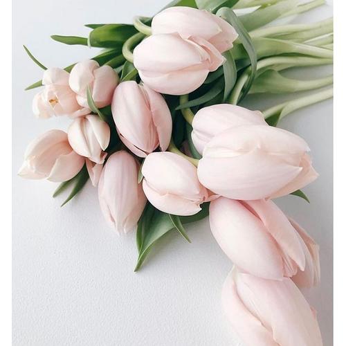 Jual Bunga Tulip segar / Bunga import / bunga potong segar - Jakarta ...