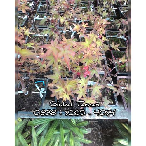 Jual Bibit tanaman maple / Japanese red maple / pohon red maple ...