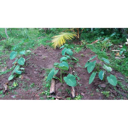 Jual Satoimo talas jepang - Kab. Tabanan - Flora Nusantara | Tokopedia