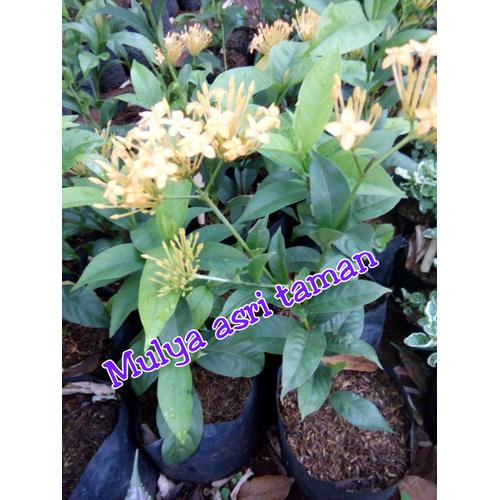 Promo Tanaman soka holland bunga kuning/asoka holland, pohon soka ...