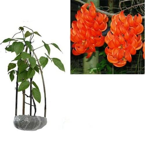 Jual Flame of irian tanaman rambat berbunga - Kota Bogor - EXSOTIC ...
