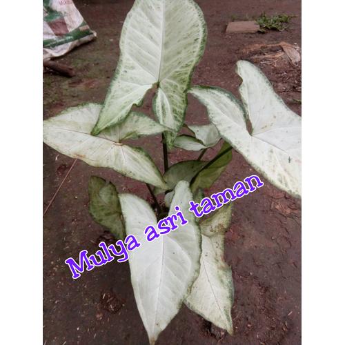 Jual pohon syngonium/tanaman hias syngonium/pohon singonium - Kab ...