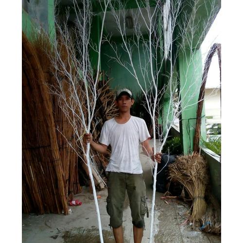 Jual Ranting pohon kemuning - Jakarta Barat - ranting pohon | Tokopedia