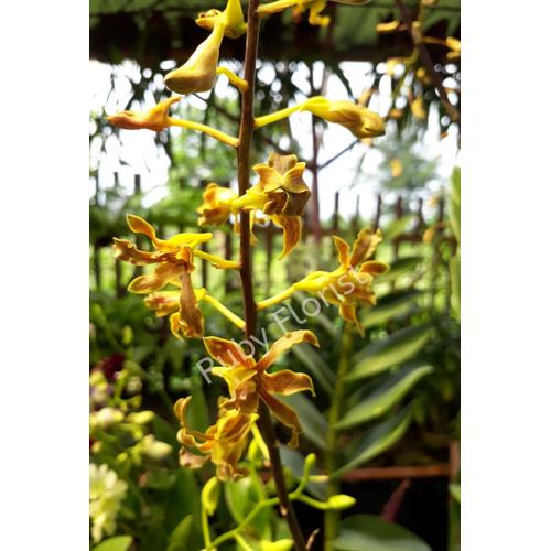Jual Bibit Anggrek Botol Dendrobium plintir - Kota Batu - Ruby Florist ...
