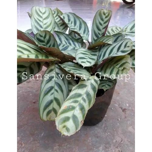 Jual Kalatea Macan / Calathea Makoyana / Chalatea - Kab. Bogor - Toko ...