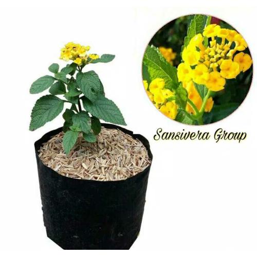 Jual Tanaman Bunga Lamtana / Lantana Kuning - Kab. Bogor - Toko Tanaman ...