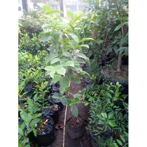 Jual Pohon Jambu Air Kancing Siap Buah Tinggi 1,5 Meter Asli - Kab ...