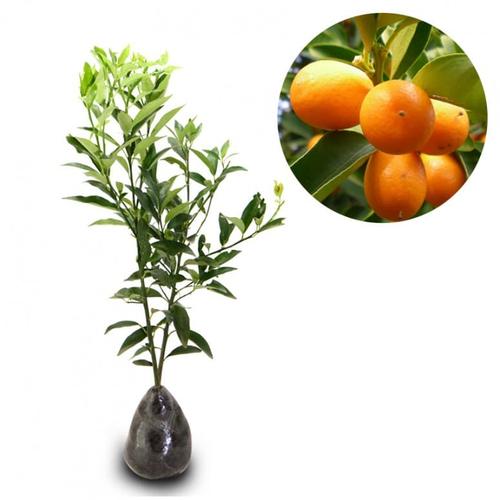 Jual Tanaman Jeruk Nagami 50cm - Kota Batu - TANAMAN ONLINE ID | Tokopedia
