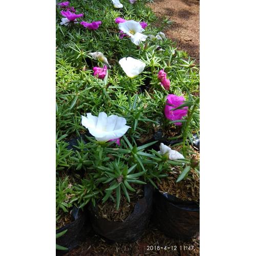 Jual Tanaman sutra bombay SBY bunga sutra bombay SBY pohon sutra bombay ...