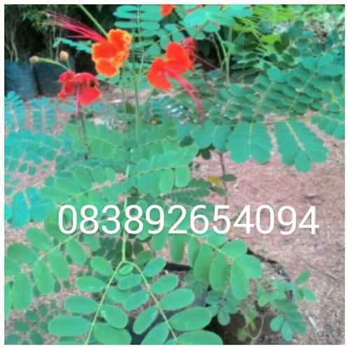 Jual Tanaman Kembang Merak / Tanaman bunga merak / Caesalpinia ...