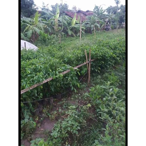Jual Bibit Pohon bahan bonsai spreh Preh - Kab. Sidoarjo - Istana Bibit ...