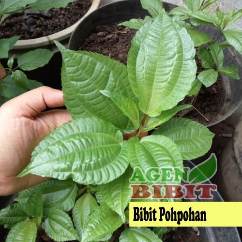Jual Bibit Pohpohan - Daun Pohpohan - Tanaman Herbal - Kab. Bogor ...