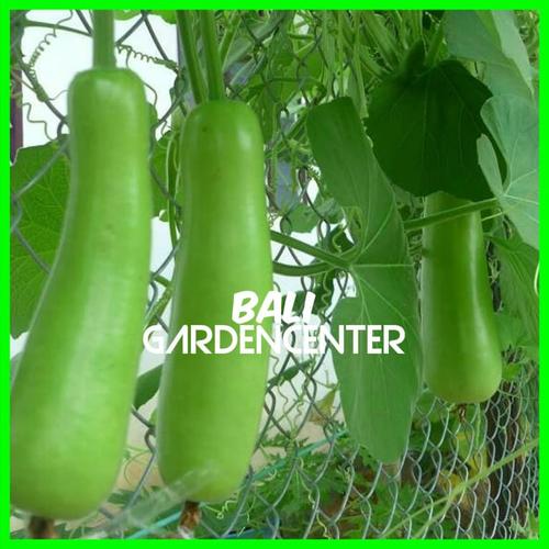 Jual Benih Biji Labu Air Panjang - Kab. Badung - Bali Gardencenter ...