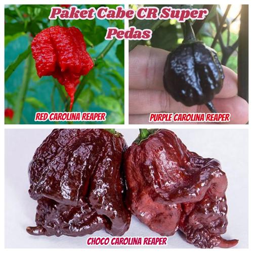 Jual Paket 3 Jenis Cabe Unik Cabe TERPEDAS DI DUNIA Varian Carolina ...