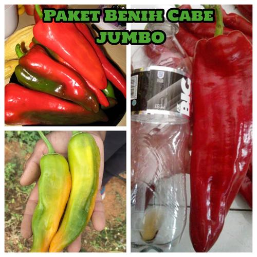 Jual Paket 3 Jenis Benih Biji Bibit Seed Cabe Hias Cabe Jumbo Raksasa ...