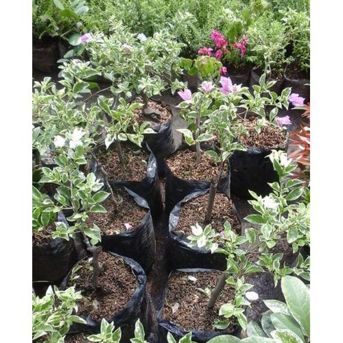 Jual Promo Bibit Tanaman Bunga Bougenville 3 Warna bibit / biji / benih ...