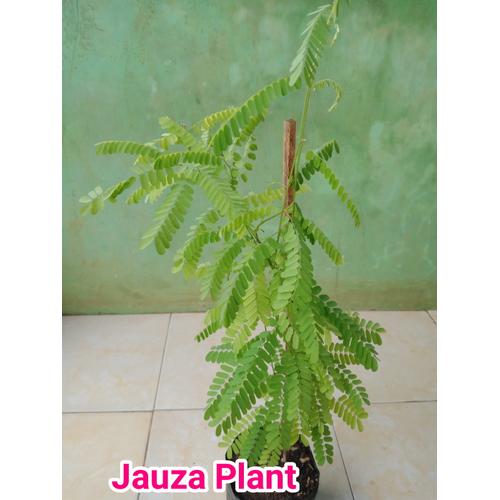 Jual Tanaman Saga, Tanaman Obat Herbal, Pohon Saga, Tanaman Toga Herbal ...
