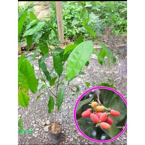 Jual Promo 10 Bibit Tanaman Melinjo Super bibit / biji / benih - Kab ...