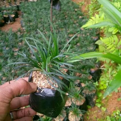 Jual Tanaman hias rumput kucai mini - Kota Batu - QUEEN MUTIARA | Tokopedia