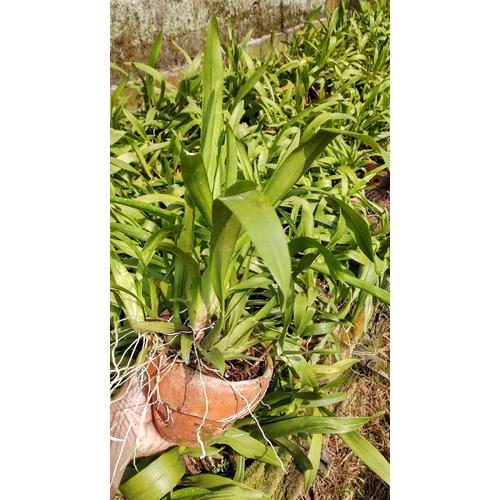 Jual Paket Anggrek Oncidium Ultah Negeri - Kota Tangerang Selatan ...