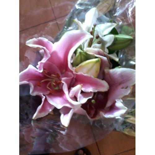 Jual Bunga Potong Segar Lily Casablanca Kasablanka Asli Putih/ Pink ...