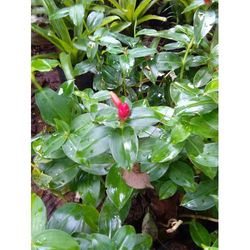 Jual Tanaman pacing pentul / pohon pacing - Kab. Bogor - Rendy Store ...