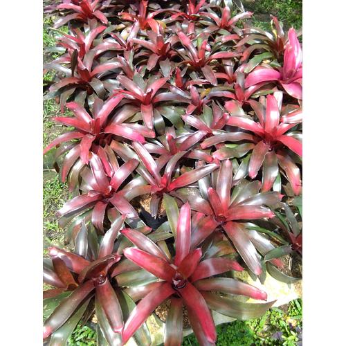 Jual Bromelia merah / Tanaman hias bromelia /bromelia jumbo - Kab ...