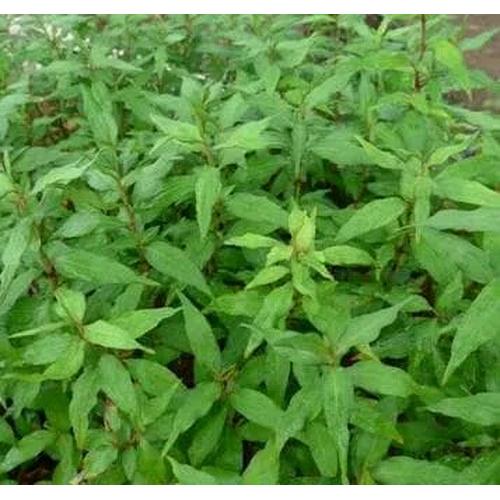 Jual Daun kesum/daun laksa/leaf segar organik 500gram - Kota Bogor ...