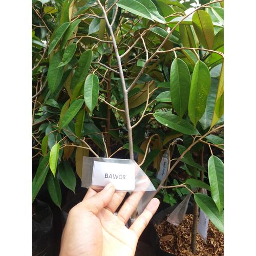 Jual Pohon durian, pohon duren, bibit pohon buah durian Bawor, musang ...