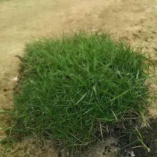 Jual Rumput Peking Atau Jepang - Kab. Bogor - Mega Flora Landscape ...