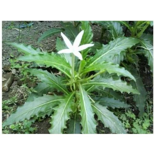 Jual Pohon kitolod | pohon katarak | bibit kitolod - Kab. Bekasi ...