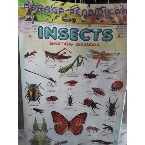 Jual POSTER INSECTS - Kota Bandung - MENARA MEDIA | Tokopedia