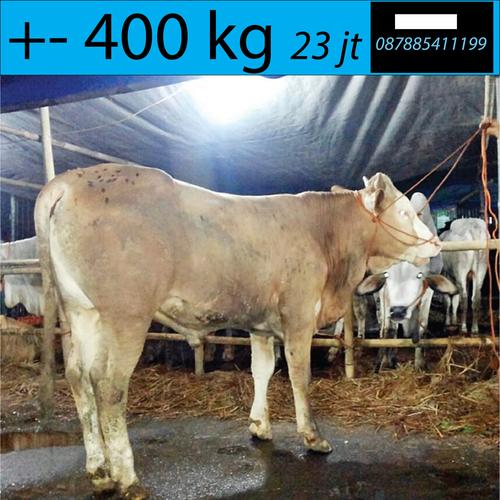 Jual Sapi Qurban kategori -+ 400 kg - Jakarta Selatan - Kambing & Sapi ...