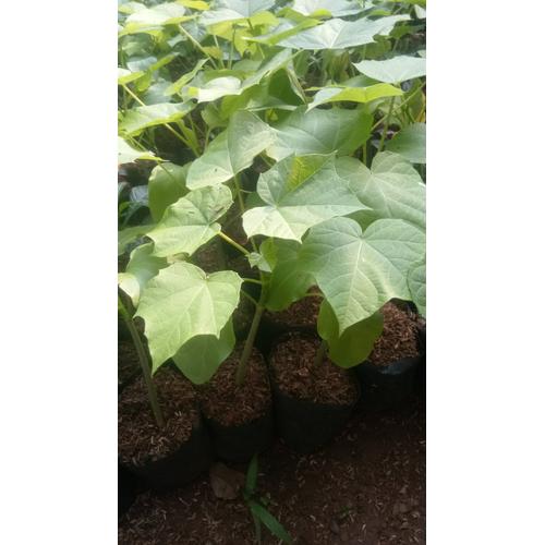 Jual Tanaman Herbal Jarak Pagar - Pohon Jarak - Kab. Bogor - NAVIKA ...