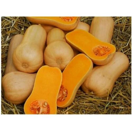 Jual Benih / Biji / Bibit Labu Hias Labu Madu Labu Konsumsi Manis - Kab ...
