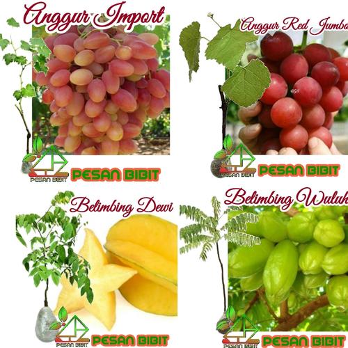 Jual PAKET MERDEKA ( 2 JENIS BIBIT ANGGUR DAN 2 JENIS BIBIT BELIMBING ...