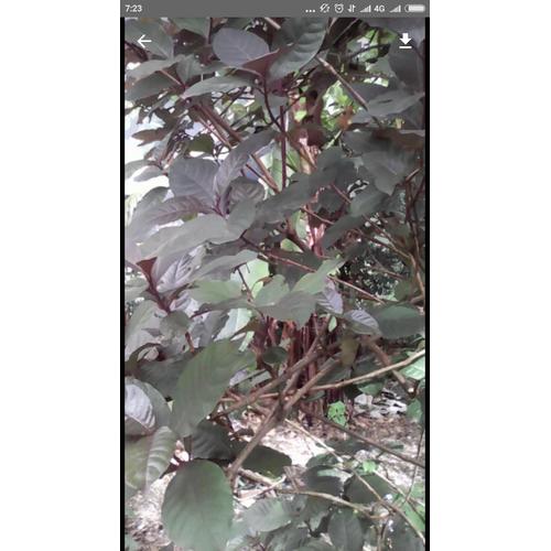 Jual Daun handeuleum segar - Kab. Bogor - Herbal herbalin aja | Tokopedia