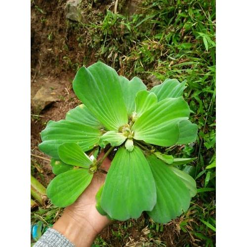 Jual Promo APU APU BIG SIZE XXL UKURAN BESAR APUAPU KAPUKAPU TANAMAN ...
