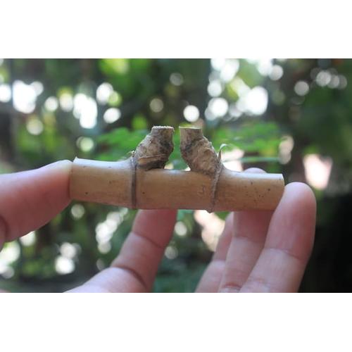 Jual Bambu Petuk Pethuk - Jakarta Timur - Kiwarm | Tokopedia