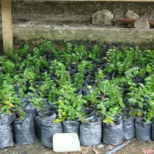Jual Tanaman hias dolar rambat mini / dolar mini - Kota Depok - zalika ...