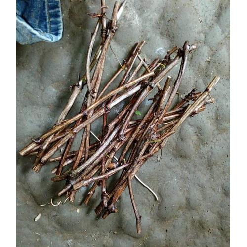 Jual Ready 12 Stek Batang Anggur Aneka Jenis - Kab. Mojokerto ...