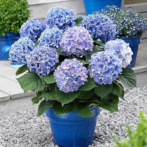 Jual Blue Hydrangea - Kota Batu - Eden Plant | Tokopedia