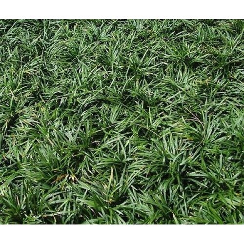 Jual Rumput Kucai Mini (Dwarf Mondo Grass) - Kota Batu - Bungaku ...